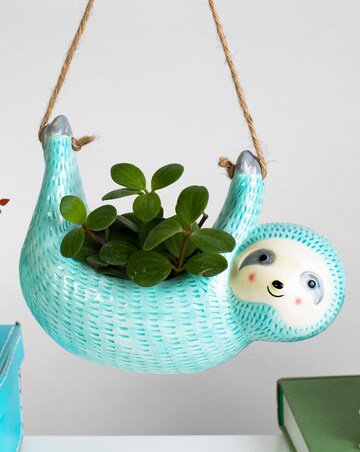Sass & Belle Sloth Hanging Planter | JD Williams